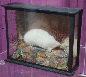 Albino Mole in Display Case – West Berkshire Museum Collection