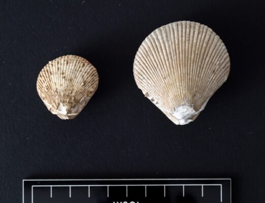 Bivalve Mollusc Fossil – West Berkshire Museum Collection